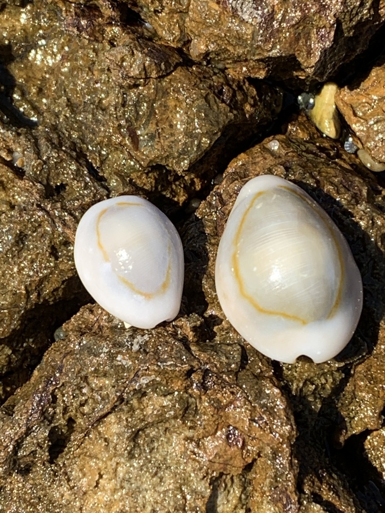 Gold Ring Cowry from Yuraygir National Park, Minnie Water, NSW, AU on ...