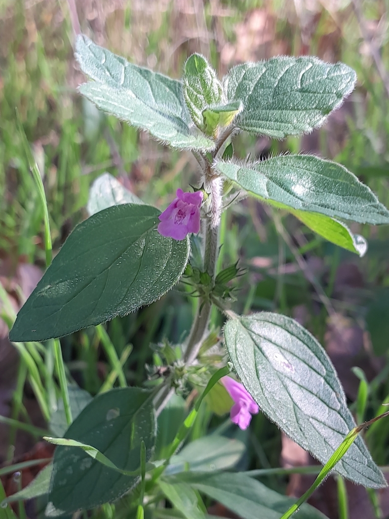 Wild Basil from Csemő, 2713 Magyarország on November 2, 2023 at 10:43 ...