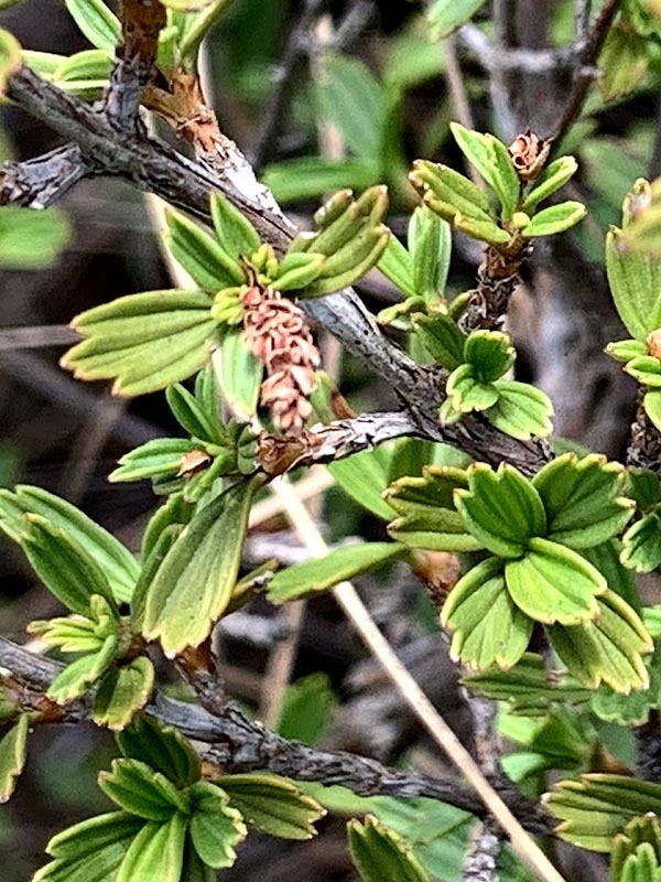 Resurrection Plant from Makhelwane on October 28, 2023 by Kate Braun ...