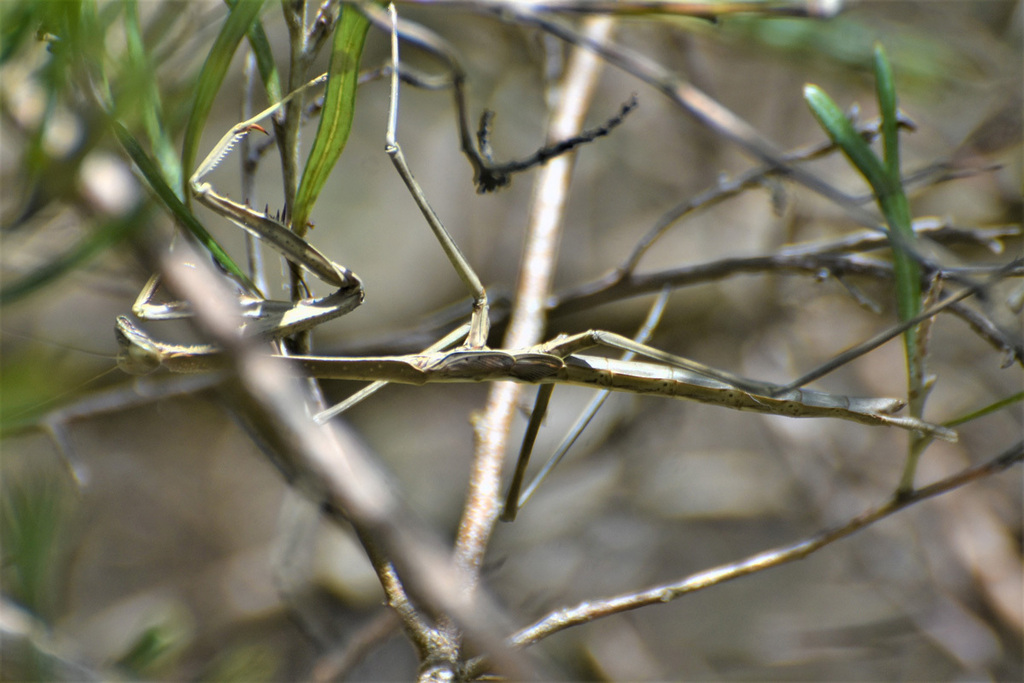 Australian Grass Mantises from Spring Farm, NSW, Australia on November ...