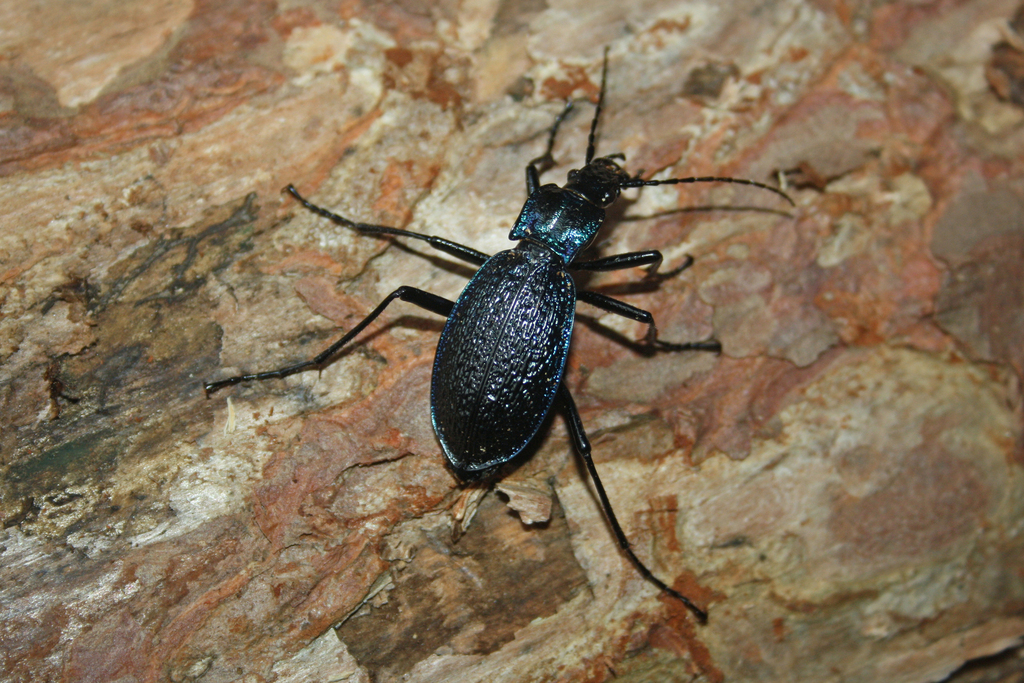 Blue Ground Beetle in October 2023 by Alberto Colatore. ***Carabus ...