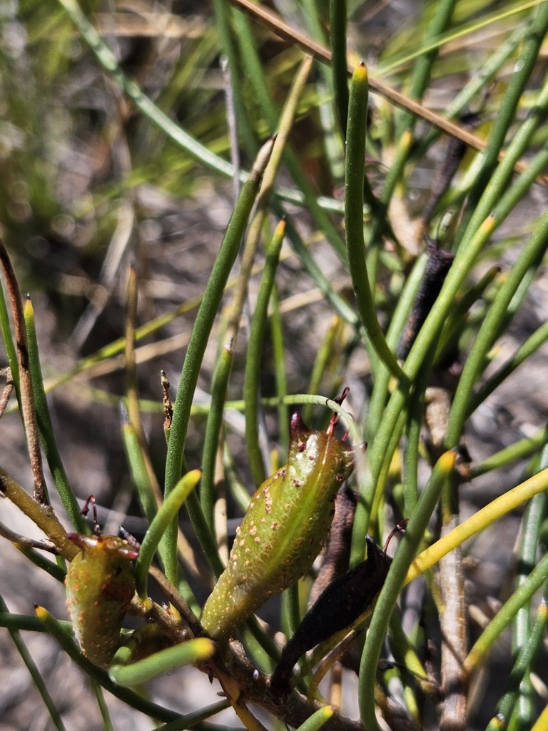 mulloway needle bush from Tin Can Bay QLD 4580, Australia on October 23 ...