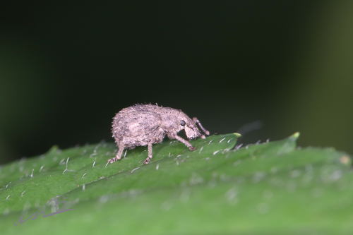 Observations by zhangqianyi · iNaturalist
