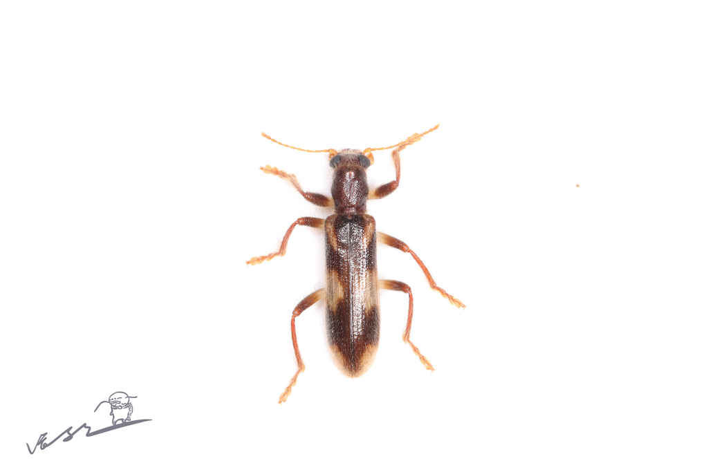 Opilo luteonotatus from 北京市门头沟区小龙门国家森林公园 on July 7, 2020 at 09:42 PM by ...