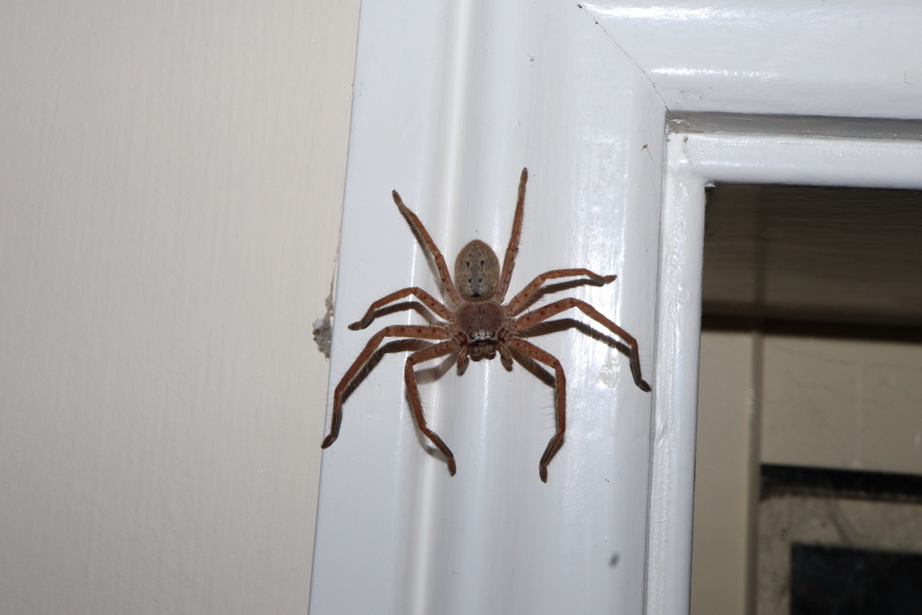 Grey Huntsman from Sydney NSW, Australia on November 2, 2023 at 10:20 ...