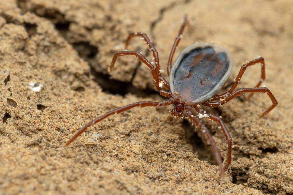 long-legged bat tick from 09200 Moulis, France on November 1, 2023 at ...