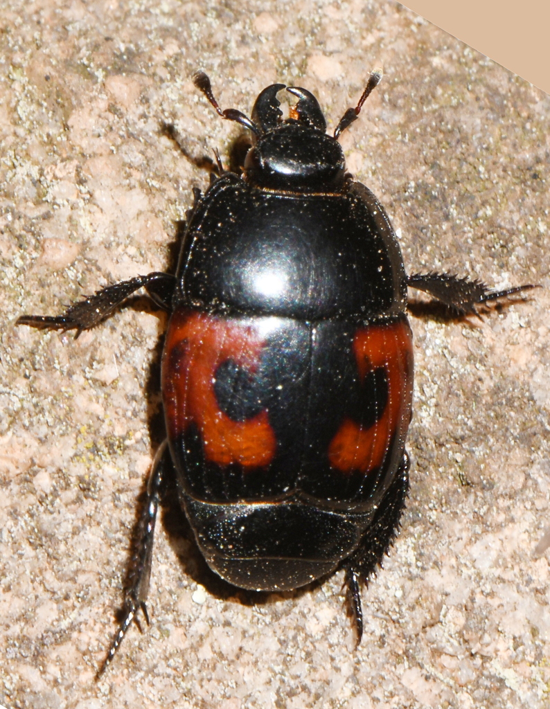 Clown Beetles from 07230 Payzac, France on May 6, 2023 at 07:04 PM by ...