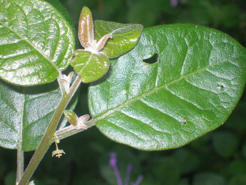 Cluts from Ugu District Municipality, South Africa on August 19, 2005 ...