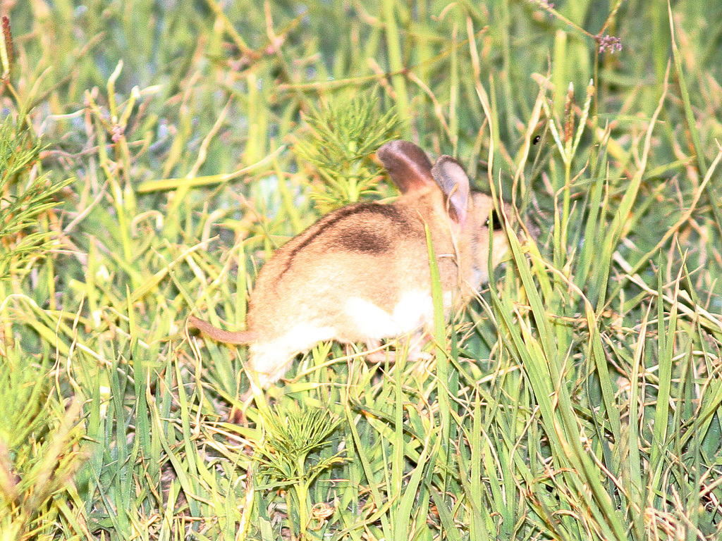 Large-eared Mouse from Frances Baard District Municipality, Afrique du ...