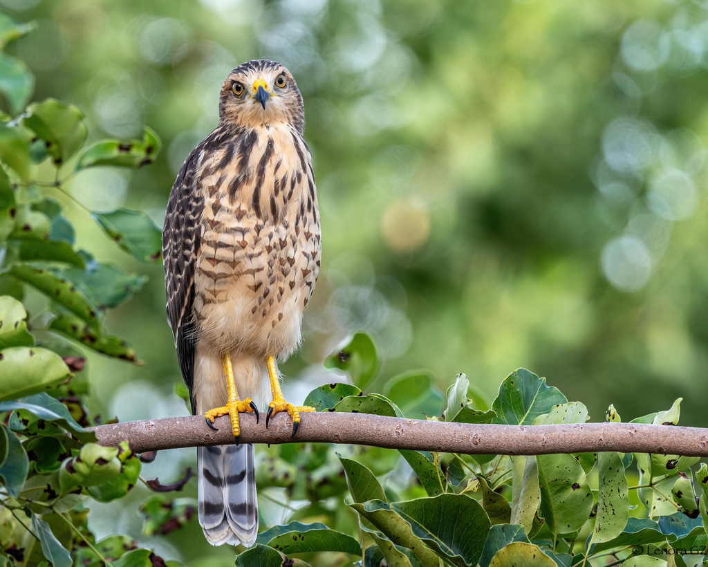Roadside Hawk from Benito Juárez, Q.R., México on September 3, 2023 at ...