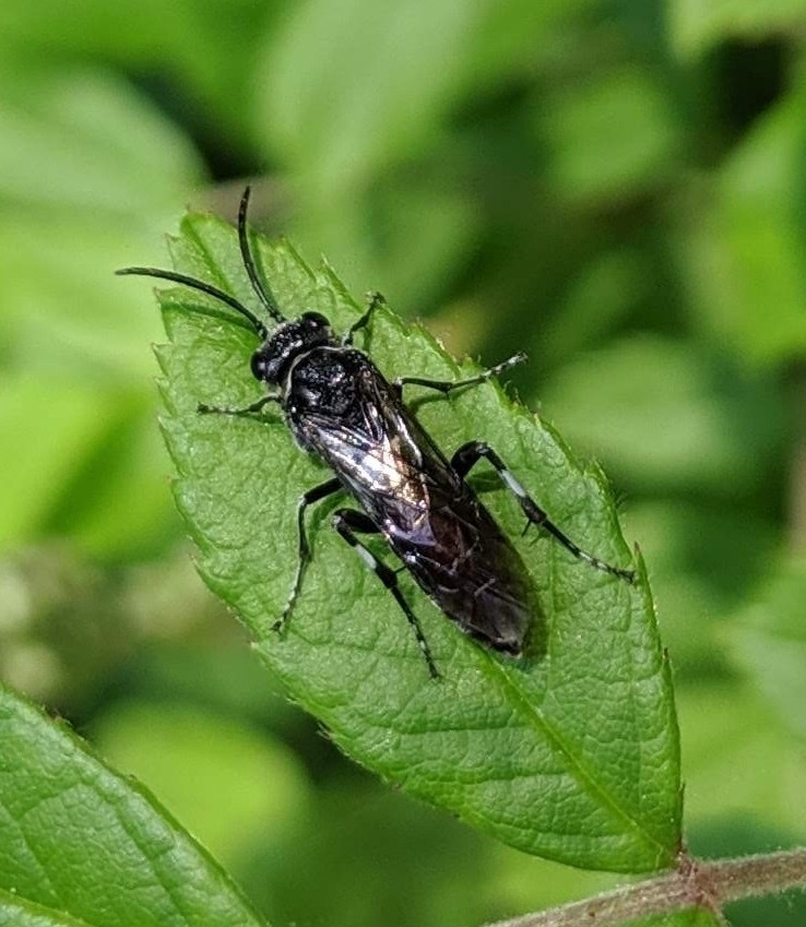 Common Sawflies in June 2019 by bmccarthy · iNaturalist