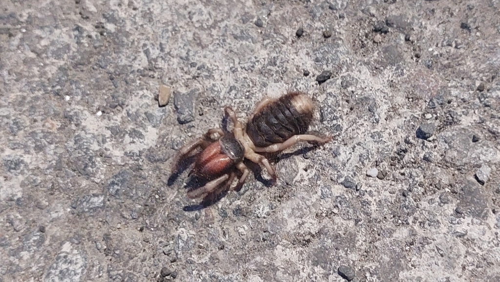 Rhagodes caucasicus from Ереван, Армения on September 19, 2023 at 07:24 ...