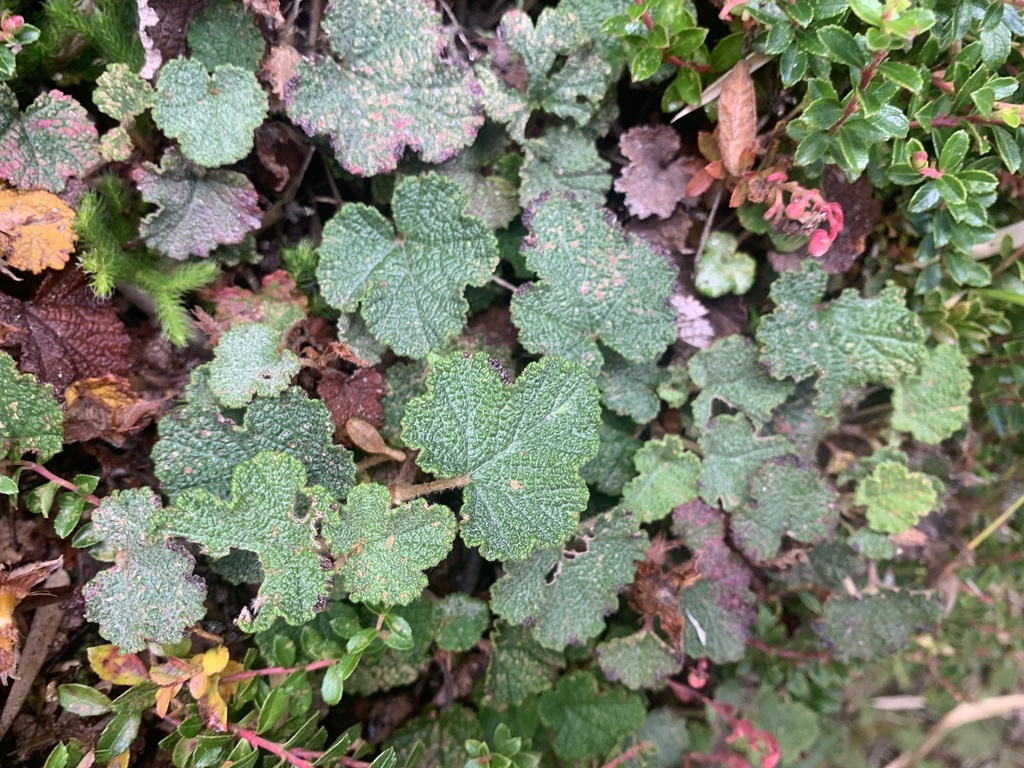 creeping Taiwan bramble in October 2023 by da0117 · iNaturalist