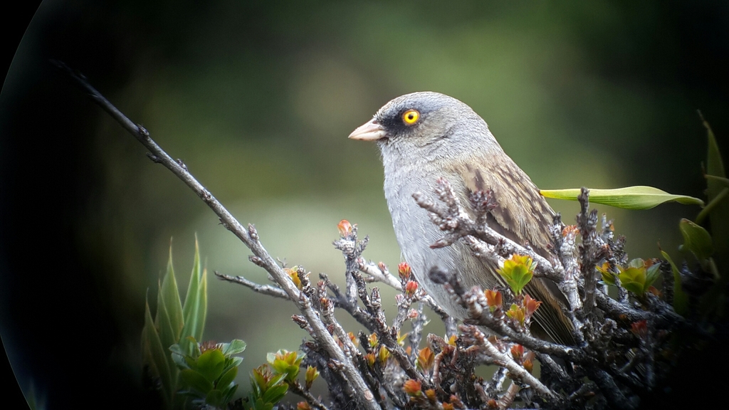 Volcano Junco from Unnamed Rd on February 23, 2016 at 12:04 PM by ...