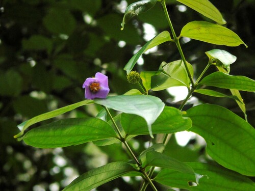 Pternandra azurea · iNaturalist