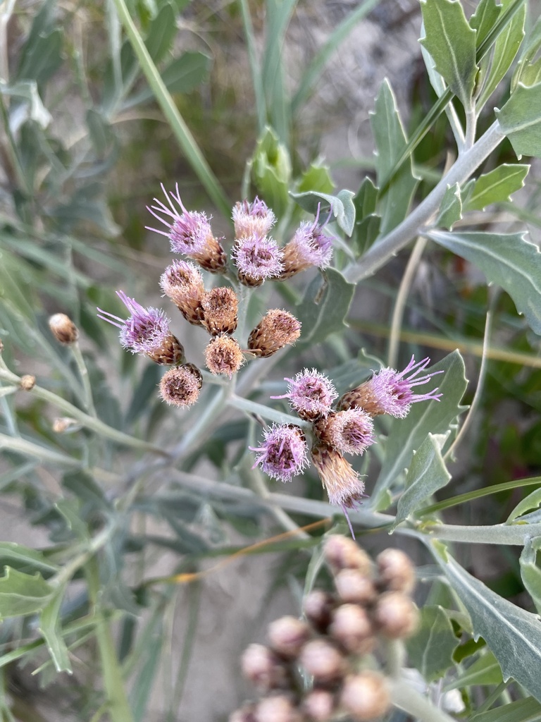 Tessaria absinthioides from Rambla Doctor Claudio Williman, Punta del ...