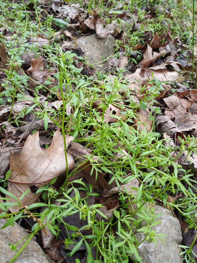 false mermaidweed from Bluemont, Virginia 20135, USA on April 23, 2023 ...