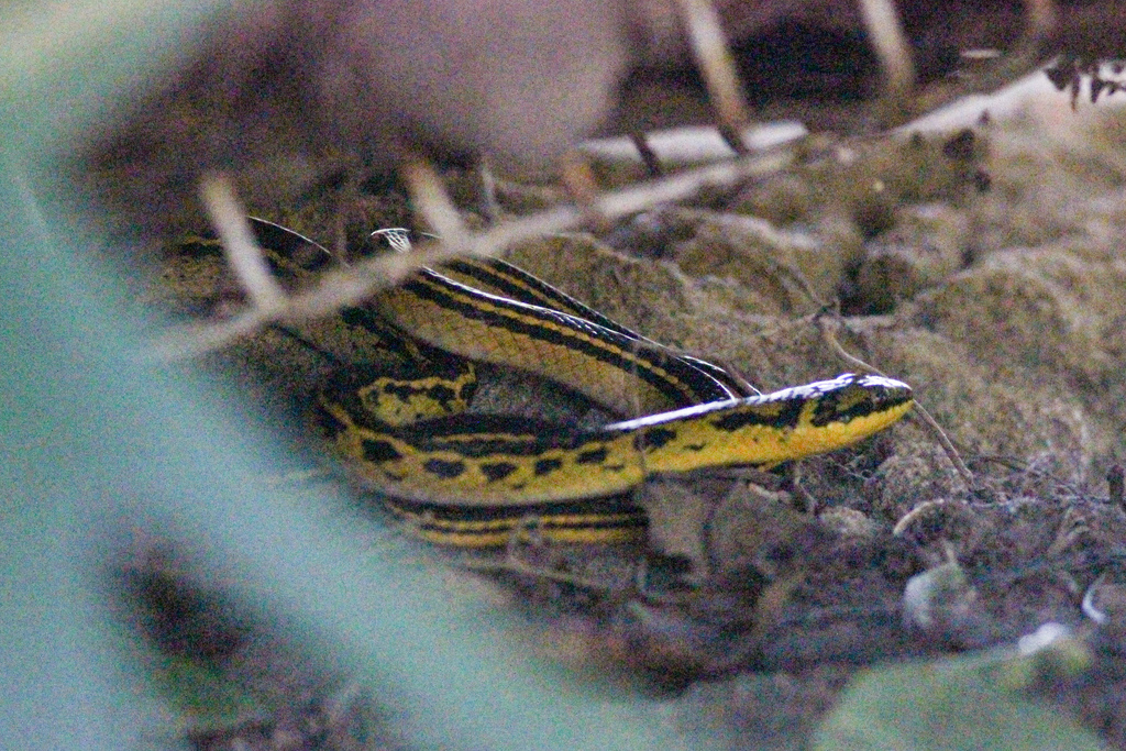 Black-backed Snake from Acurigua 4130, Falcón, Venezuela on October 14 ...