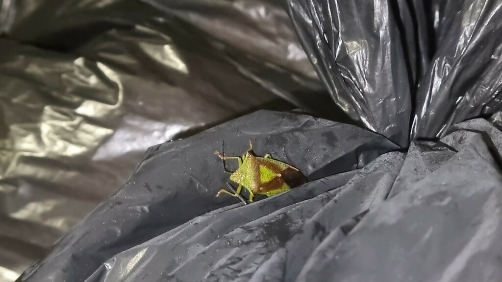 Hawthorn Shield Bug from Deans, Livingston, UK on November 1, 2023 at ...