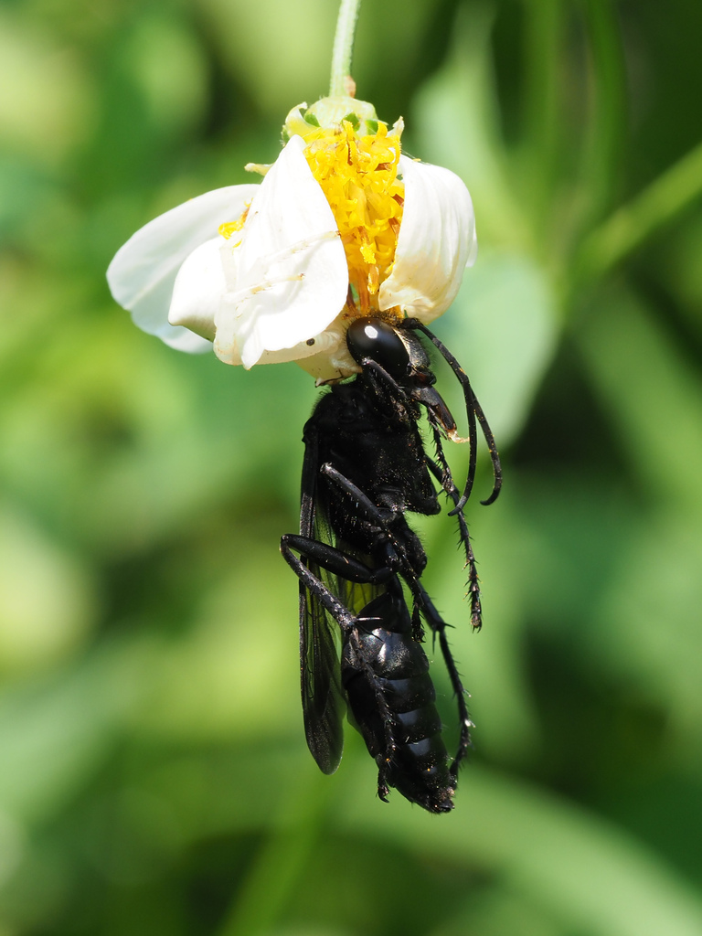 Sphex subtruncatus from MacRitchie Reservoir, Singapore on June 15 ...