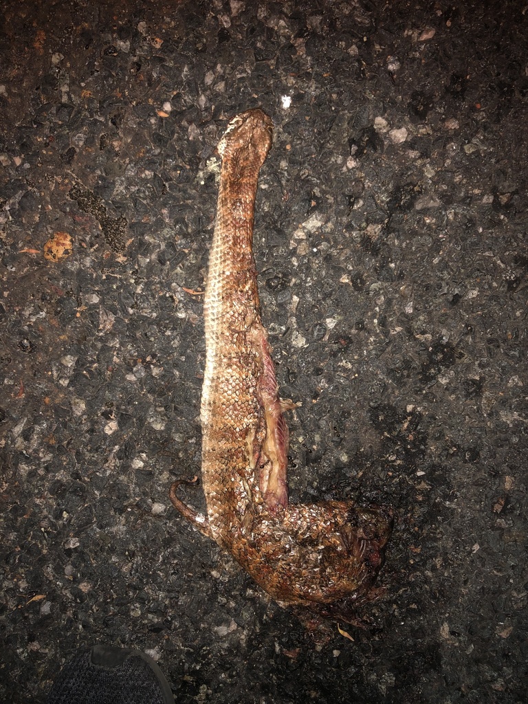 Common Death Adder in November 2023 by Andrea Ruggeri. Roadkill ...