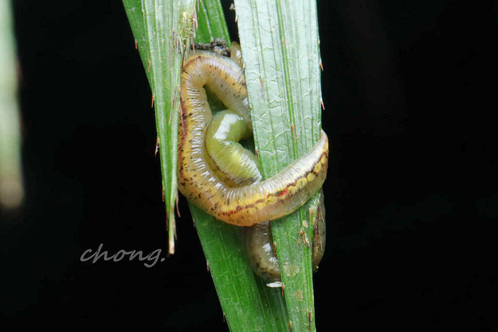 Insects from Kinabalu Park, Ranau, Sabah, 马来西亚 on July 19, 2023 at 10: ...