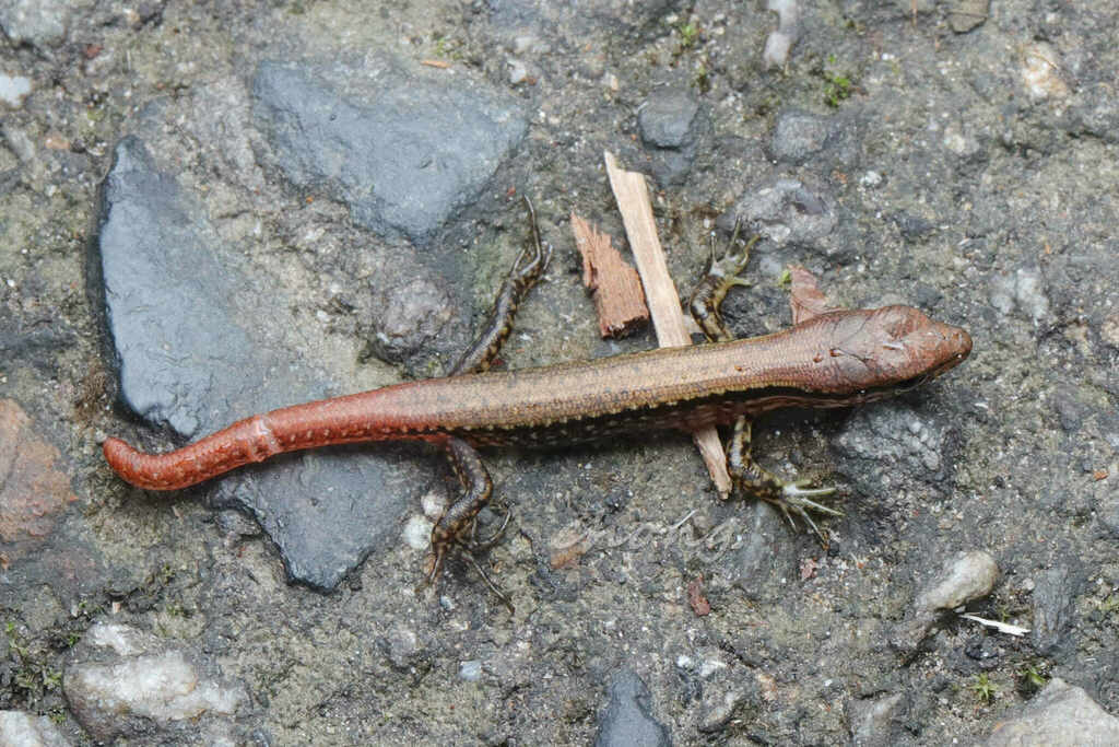 Asian Forest Skinks from Kinabalu Park, Ranau, Sabah, 马来西亚 on July 19 ...