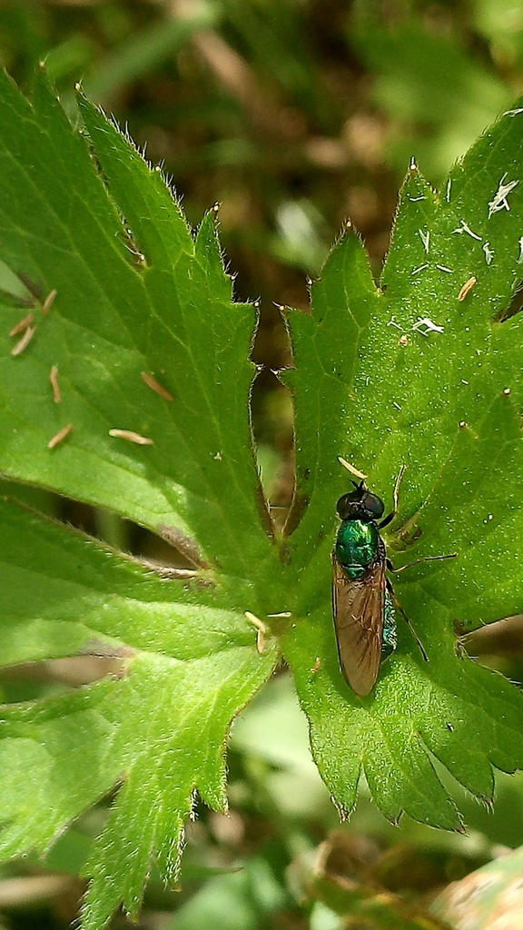 Broad Centurion Fly from Tournai, Belgique on June 27, 2023 at 11:29 AM ...
