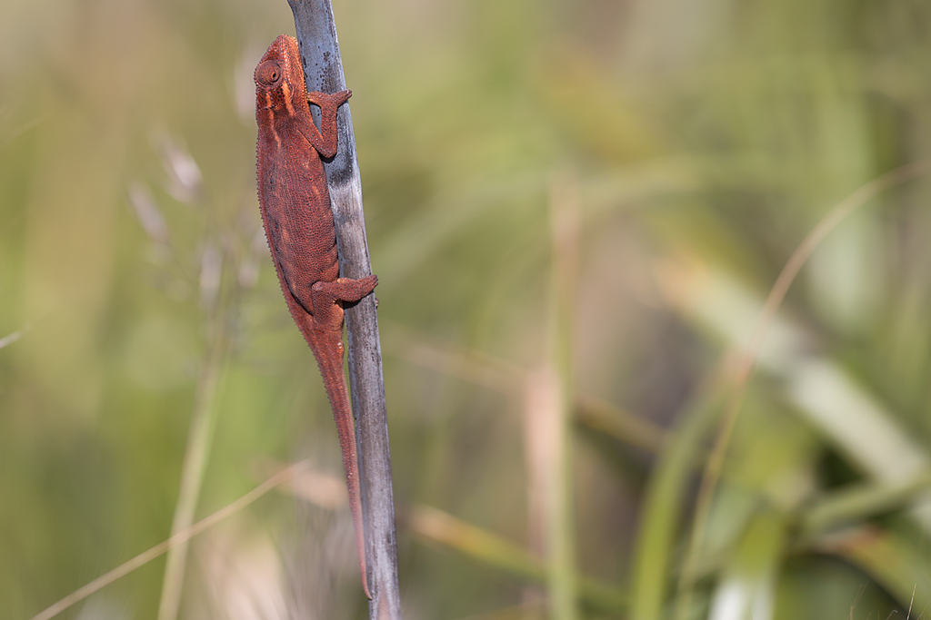 Smith's Dwarf Chamaeleon from Sarah Baartman District Municipality ...