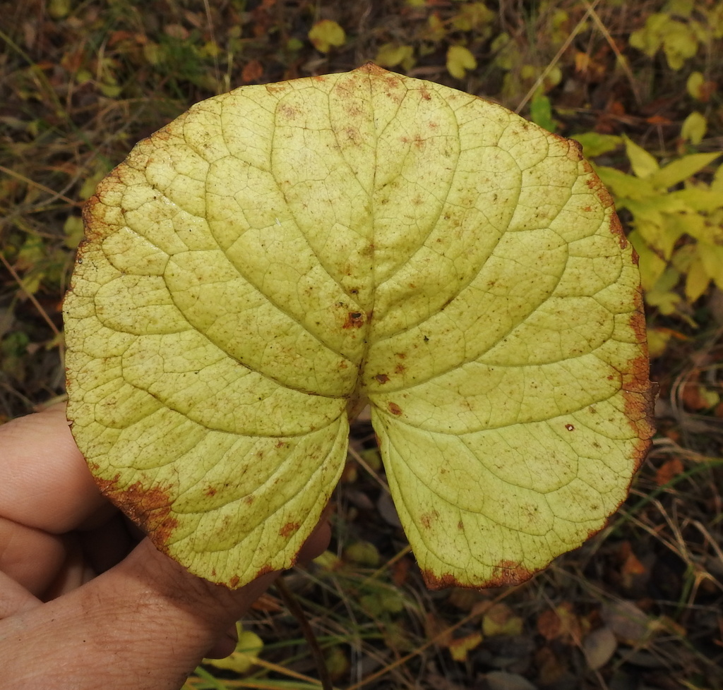 Broad-leaved Violet in October 2023 by Degtyarev Nikolai Ivanovich ...