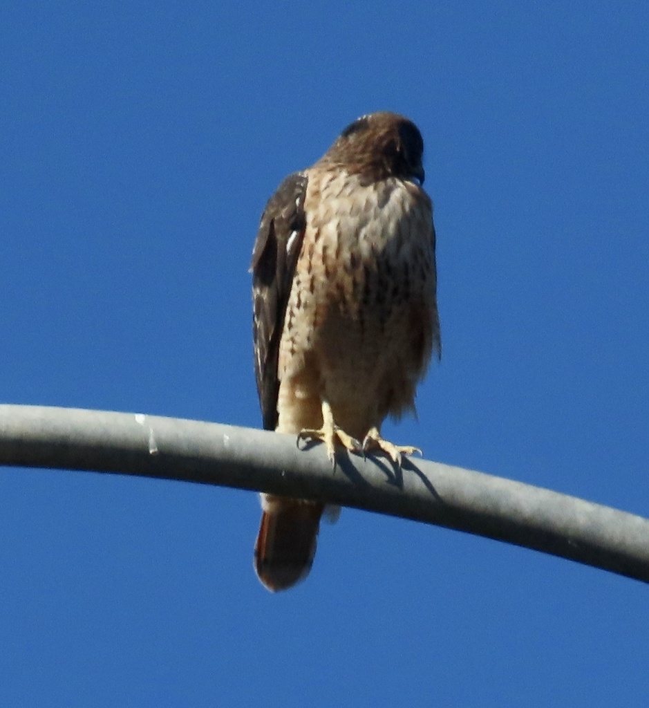 Western Red-tailed Hawk from Colonel Durham St, Seaside, CA, US on ...