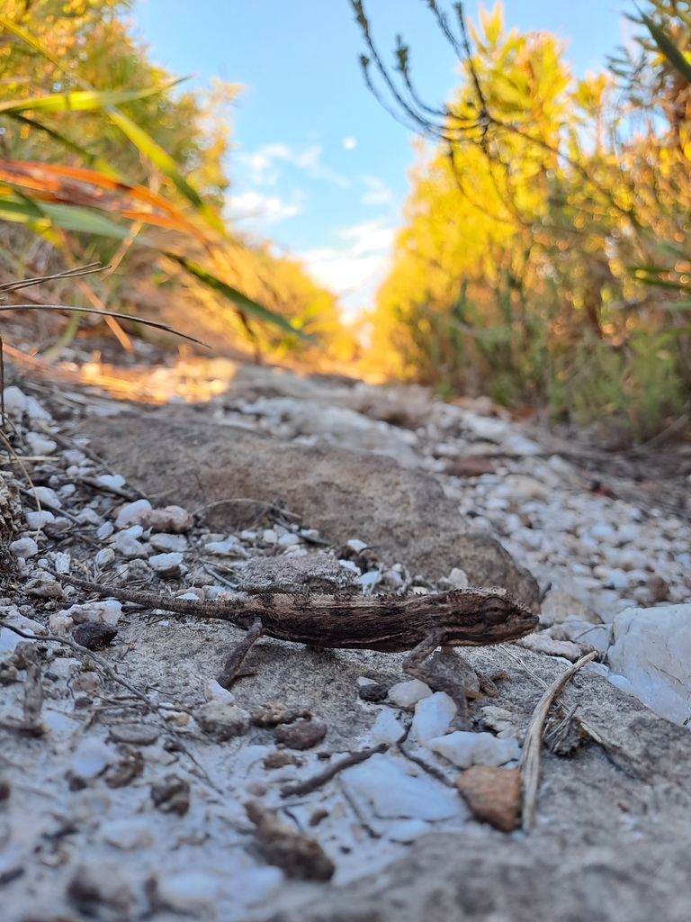 Smith's Dwarf Chamaeleon from Kouga, South Africa on October 26, 2023 ...
