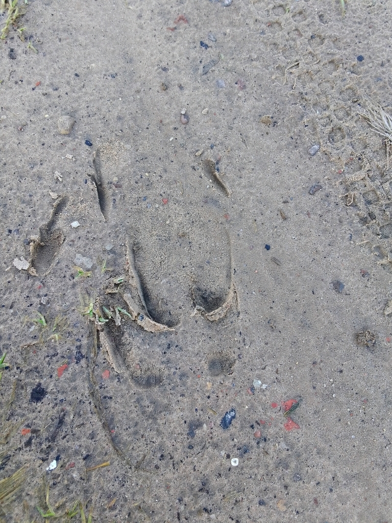 Wild Boar from Новгородская обл., Россия, 173520 on November 2, 2023 at ...