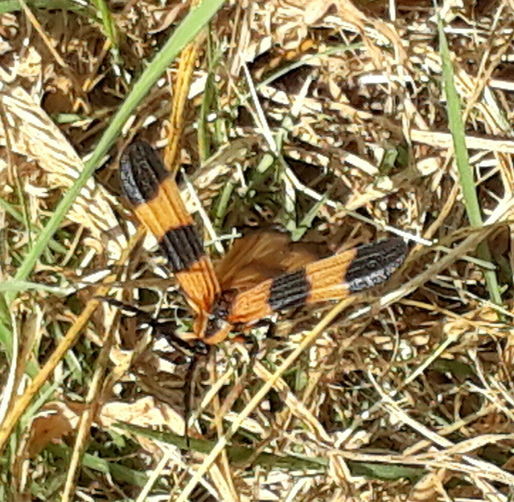 Reticulated Net-winged Beetle from Chapala, Jalisco, Mexico on October ...
