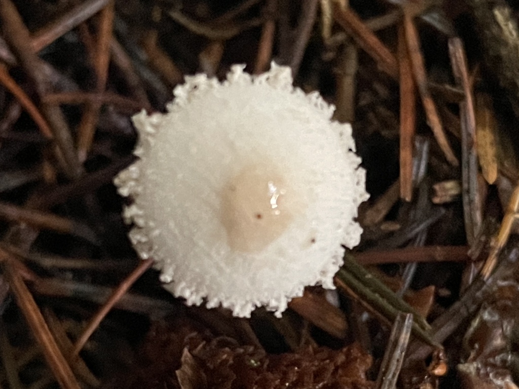 bearded dapperling from Ferndale, CA, US on October 24, 2023 at 12:51 ...