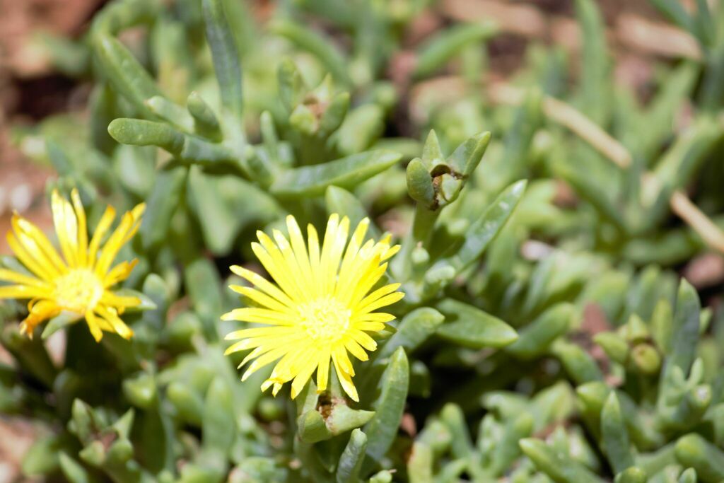 Gauteng Sheepfig from Carletonville, 2499, South Africa on November 2 ...
