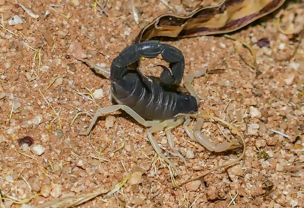 Burrowing Thicktail Scorpion from On the B4 main road to Luederitz, Aus ...