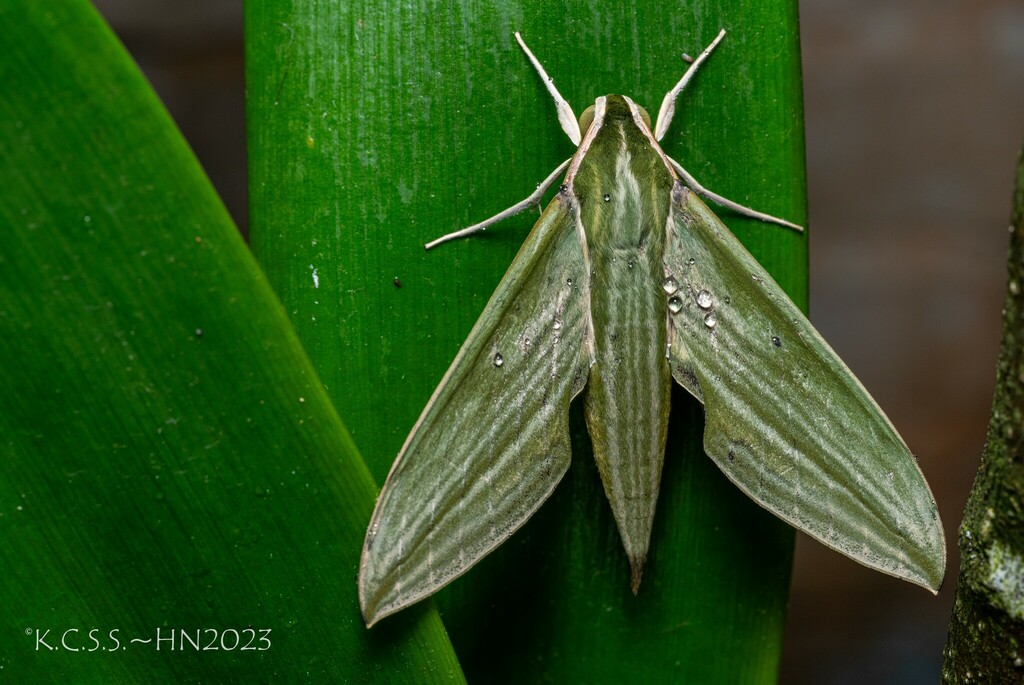 Cechetra subangustata in August 2023 by kcss · iNaturalist