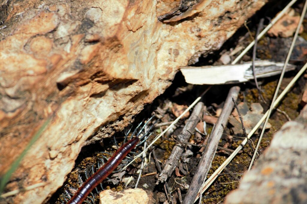 Rhysida afra from Carletonville, 2499, South Africa on November 2, 2023 ...