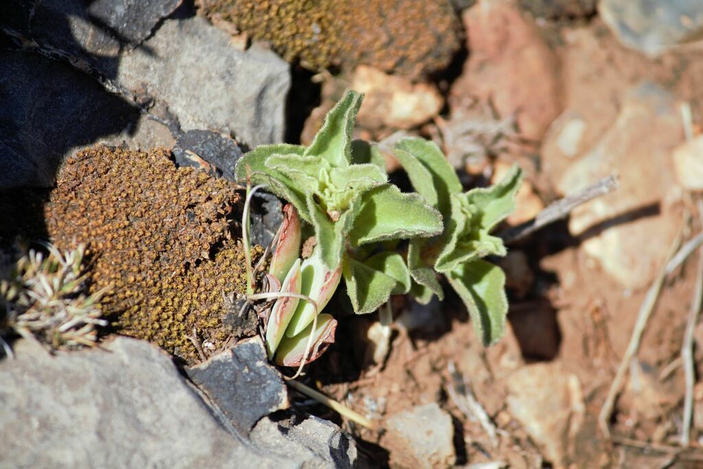 Spike Spurflower from Carletonville, 2499, South Africa on November 02 ...