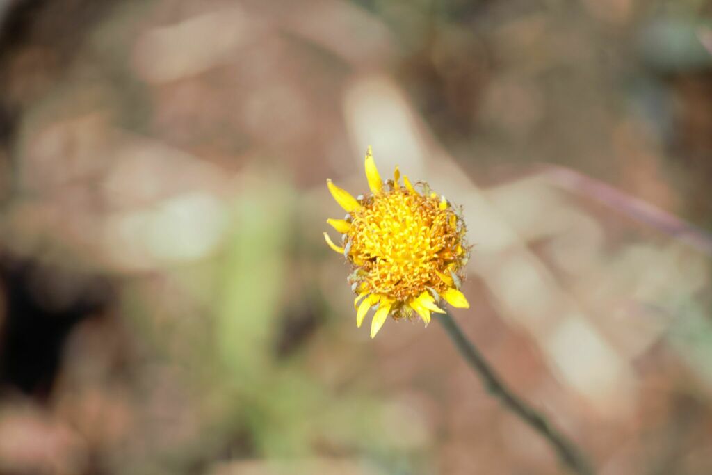 Afroaster serrulatus from Carletonville, 2499, South Africa on November ...