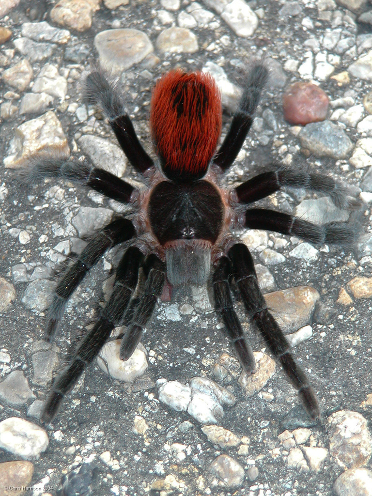 Mexican Red-rump Tarantula in July 2004 by Chris Harrison · iNaturalist