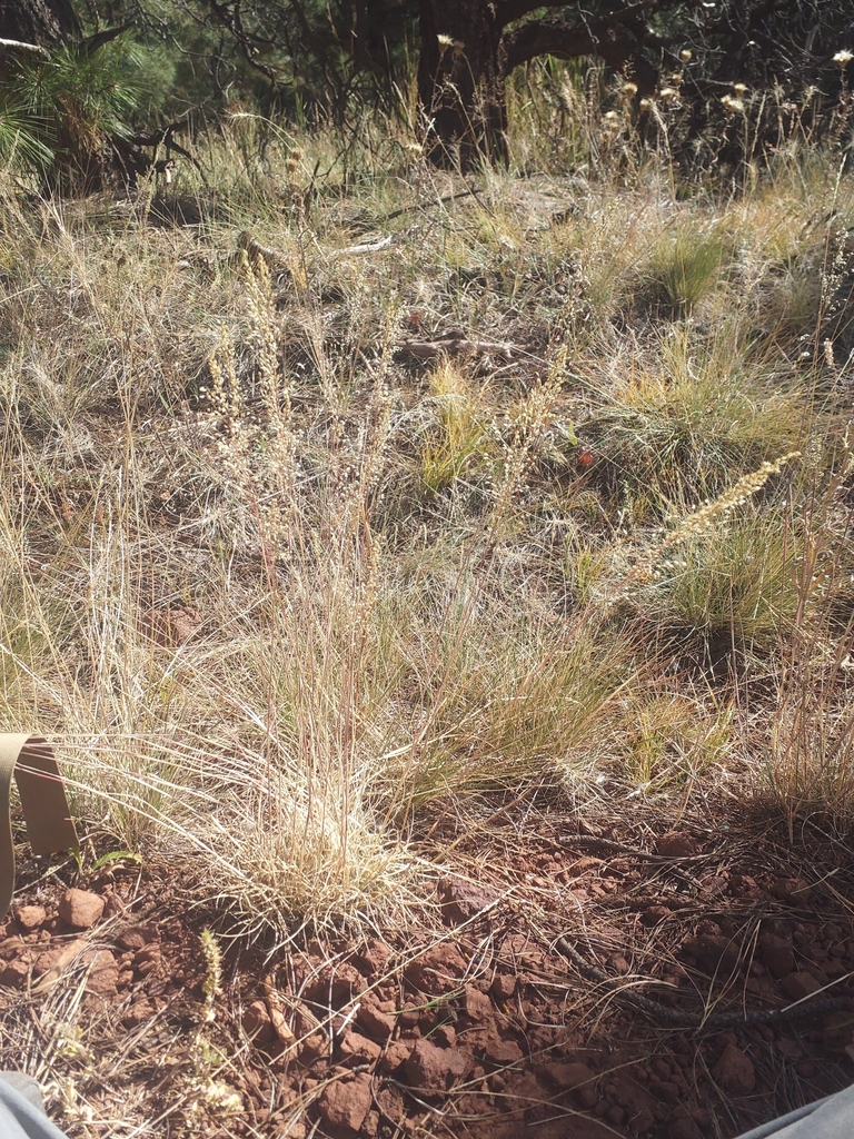 Pine Dropseed in October 2023 by az_seeds_iae. SWSP23_AZ0321 · iNaturalist