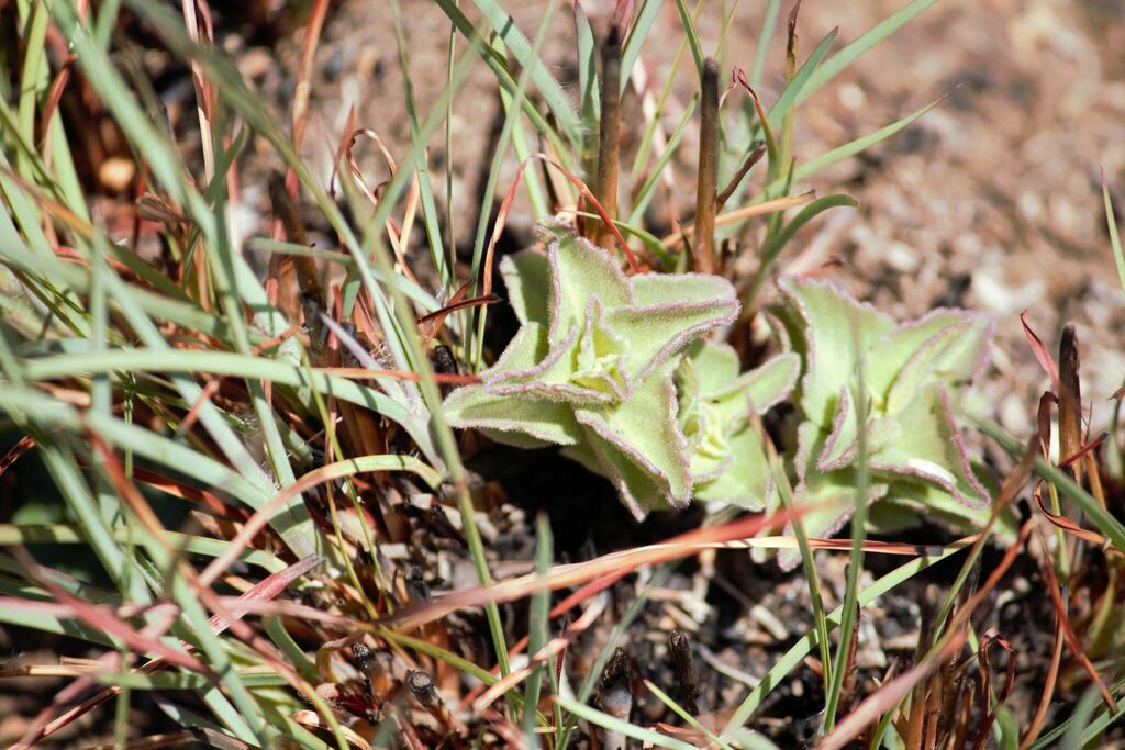 Camphor Spurflower from Carletonville, 2499, South Africa on November 2 ...