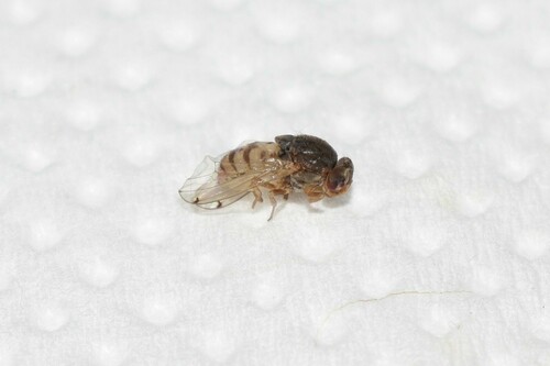 Gitona distans · iNaturalist