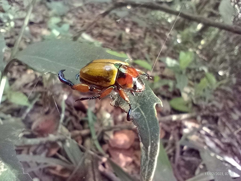 Pelidnota tibialis from Corumbataí - SP, 13540-000, Brasil on November ...