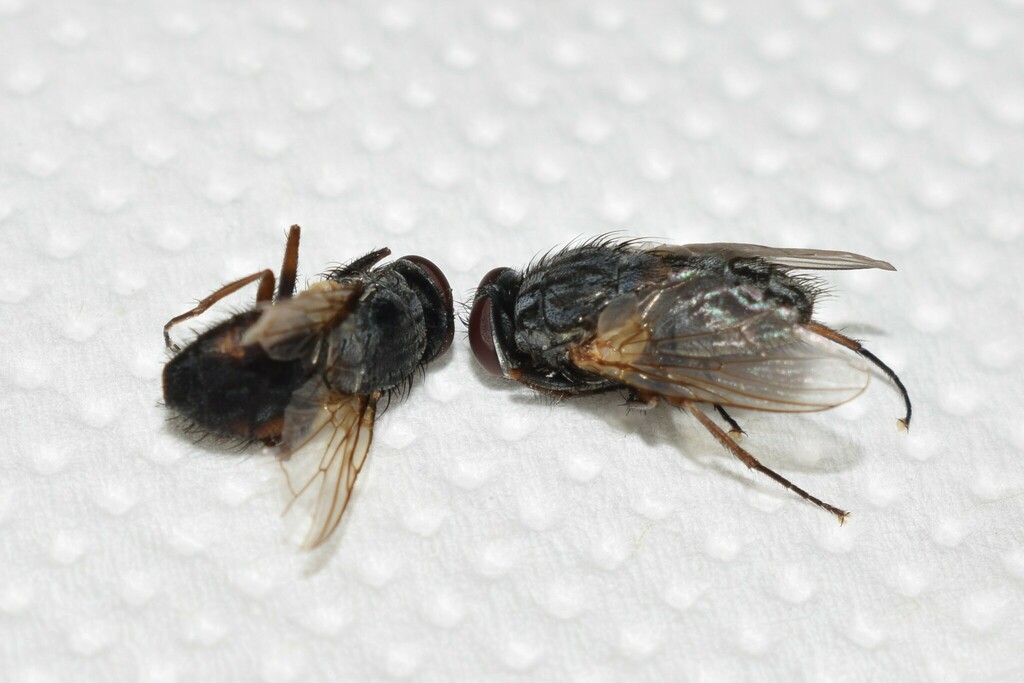 False Stable Fly from Tripoli 221 00, Greece on March 26, 2023 at 06:39 ...