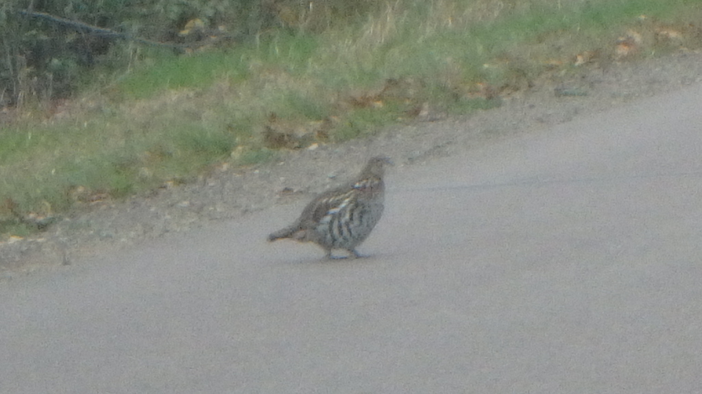 Ruffed Grouse from Bayfield County, WI, USA on October 29, 2023 at 11: ...