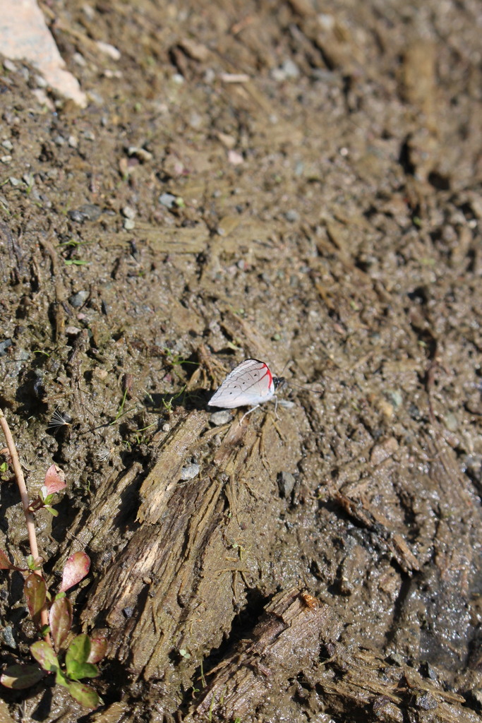 Vague Numberwings from Ayna, Perú on September 16, 2020 at 01:59 PM by ...