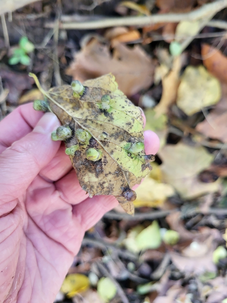 Winged and Once-winged Insects from Shelby Township, IN, USA on October ...